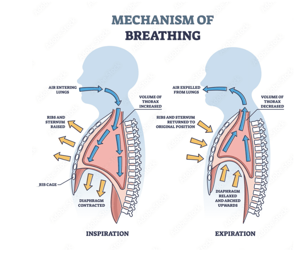 Correct Breathing & How it can Reduce Stress, Anxiety and Improve ...